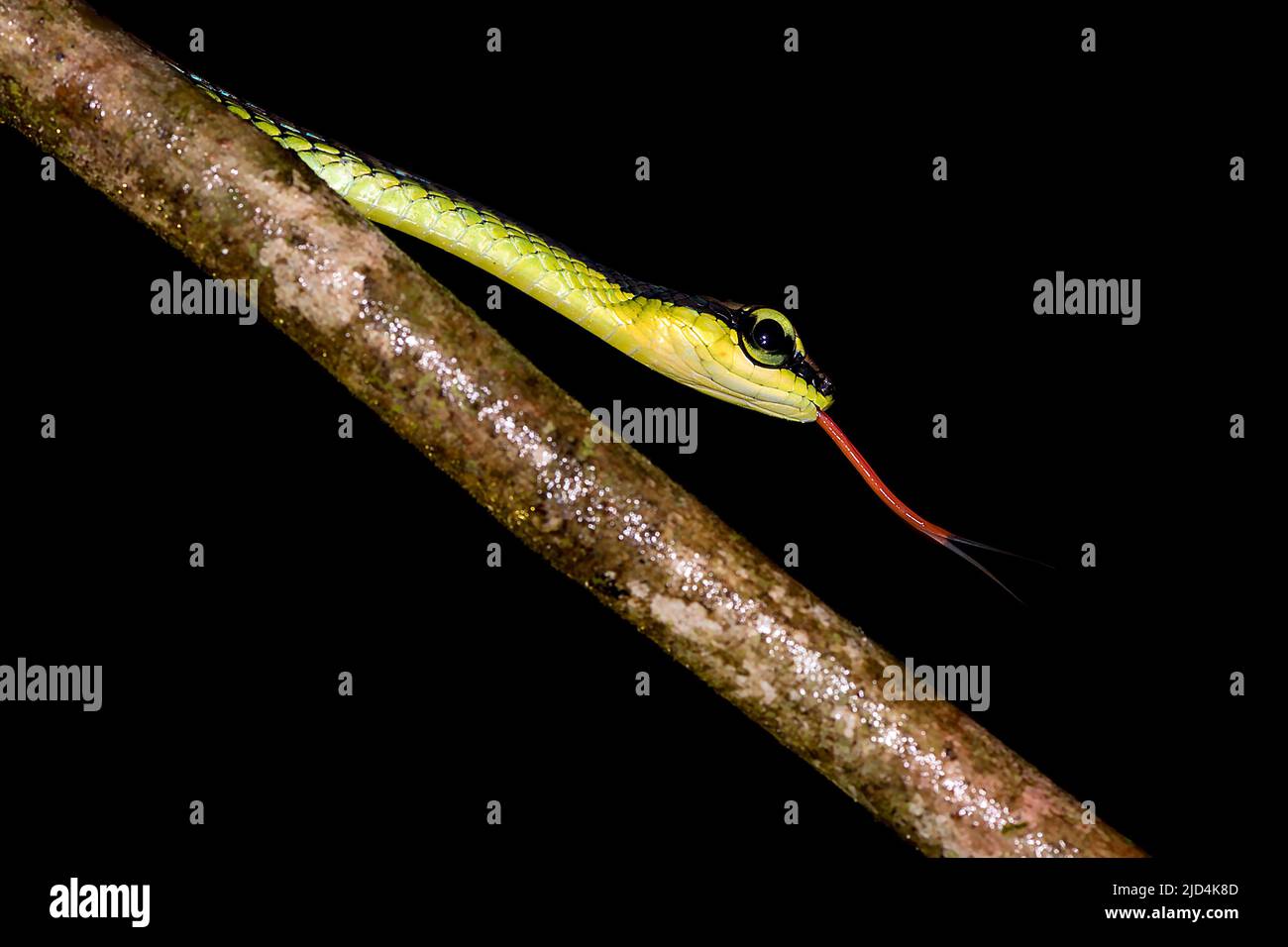 Painted bronzeback (Dendrelaphis pictus) from Tanjung Puting National ...