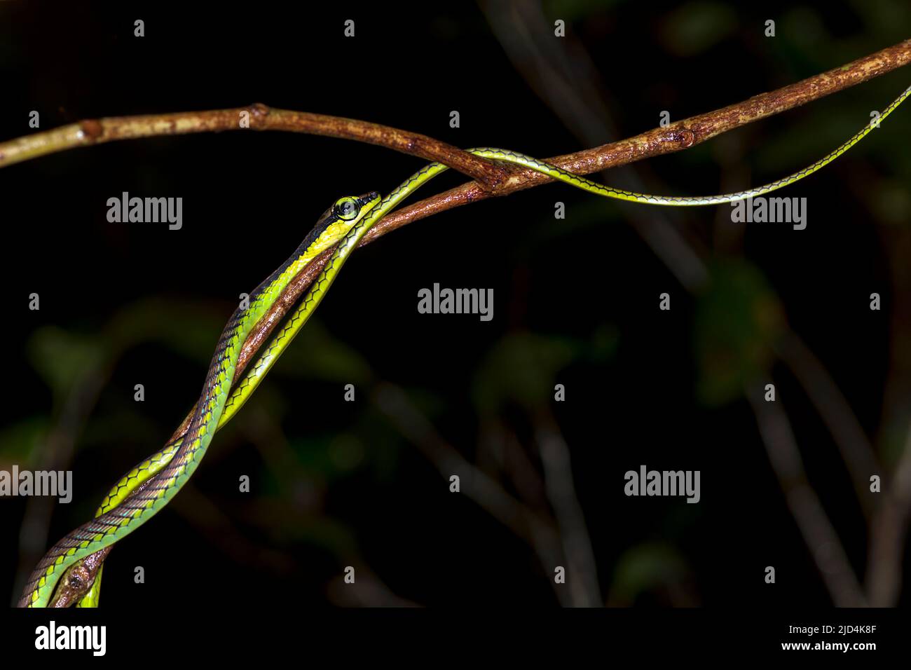Painted bronzeback (Dendrelaphis pictus) from Tanjung Puting National ...