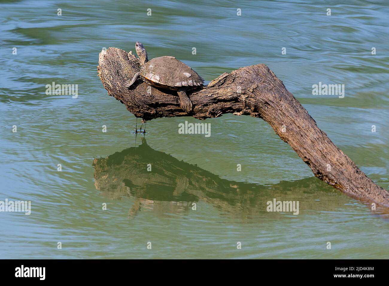 The endangered Assam roofed turtle (Pangshura sylhetensis) from the ...