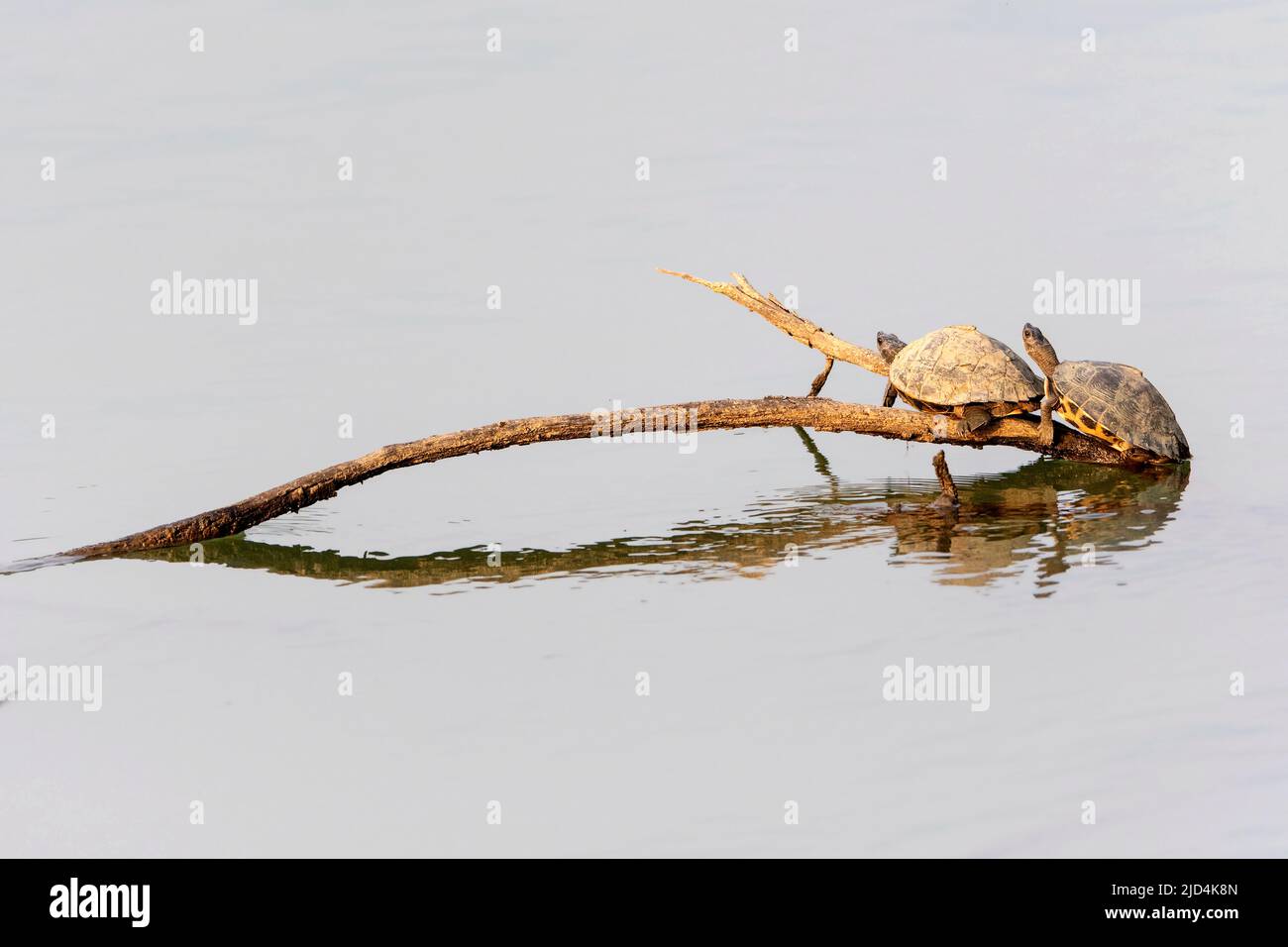 The endangered Assam roofed turtle (Pangshura sylhetensis) from the ...