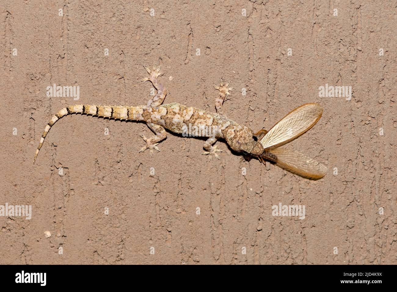 Lizards in south africa hi-res stock photography and images - Alamy
