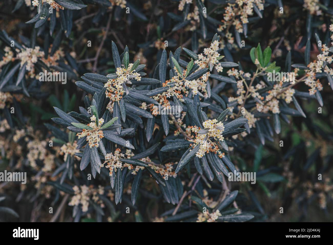 A blooming olive tree on an oil production farm at spring. Flowers and ...