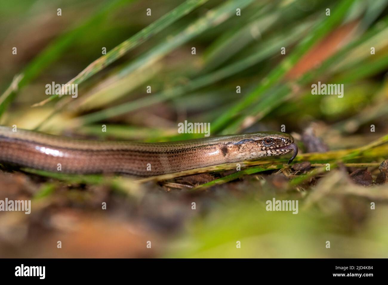 Slow-wrom (Anguis fragilis) from south-western Norway in August Stock ...