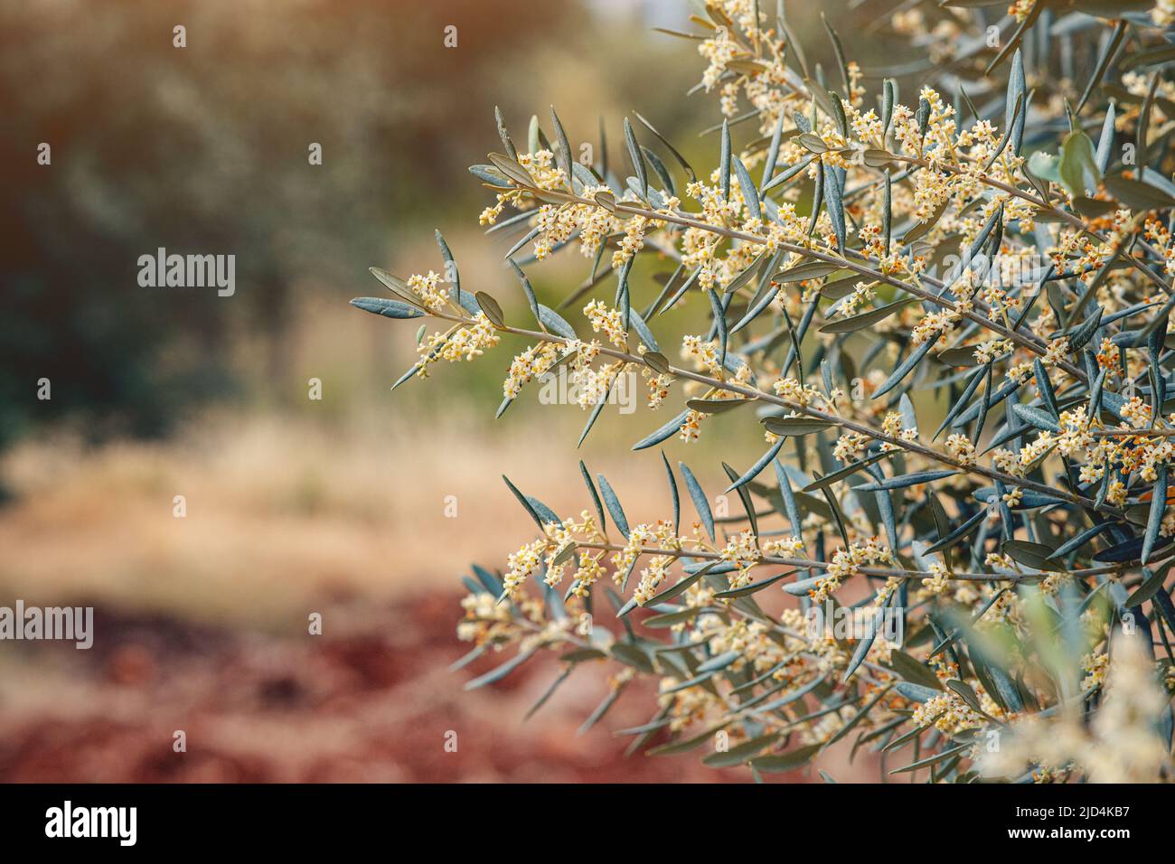 A blooming olive tree on an oil production farm at spring. Flowers and ...