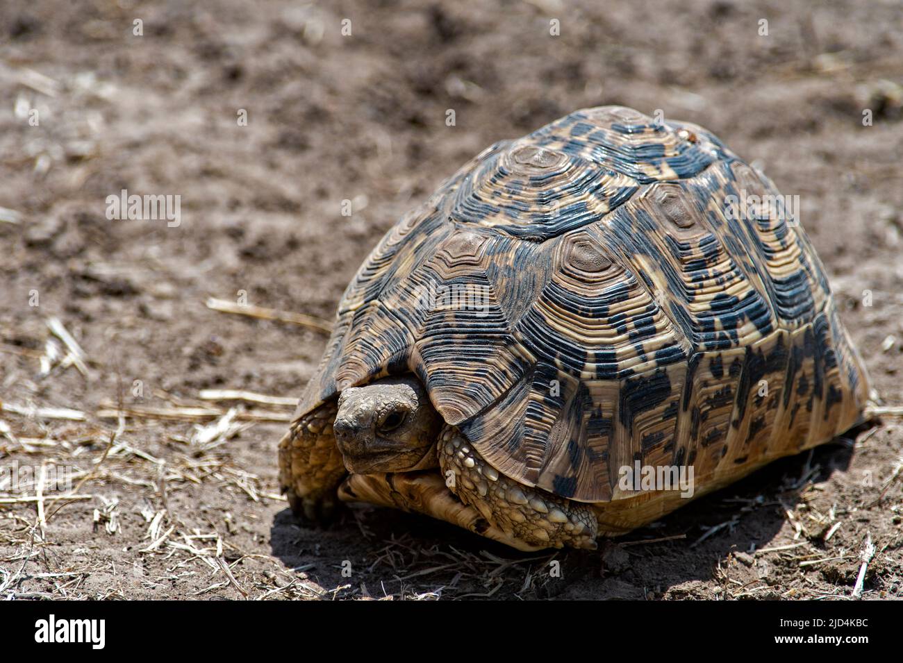 Leopard tortoise (Stigmochelys pardalis) from Maasai Mara, Kenya Stock ...