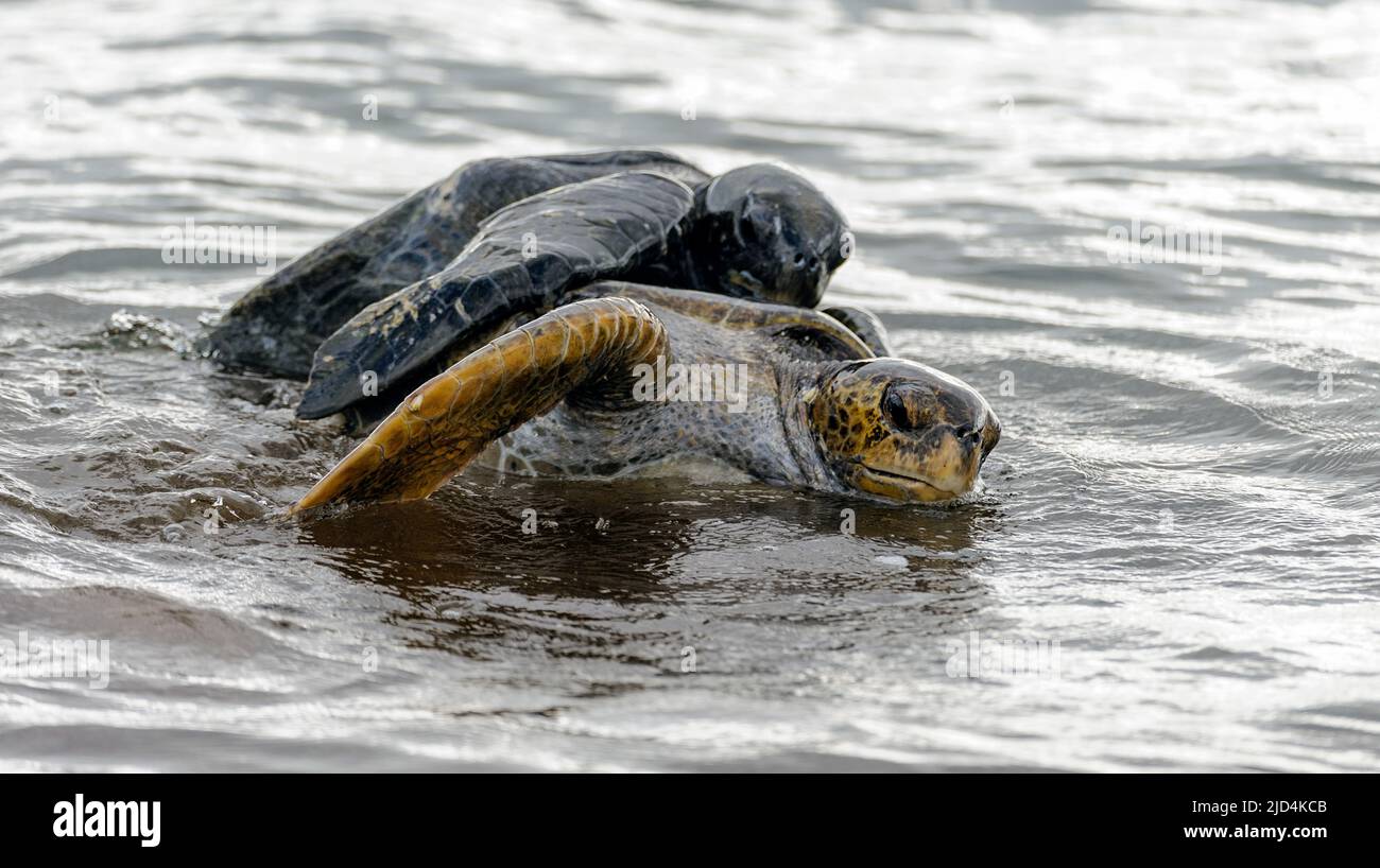 A pair of Green Sea Turtles (Chelonia mydas) mate off Espumilla Beach ...