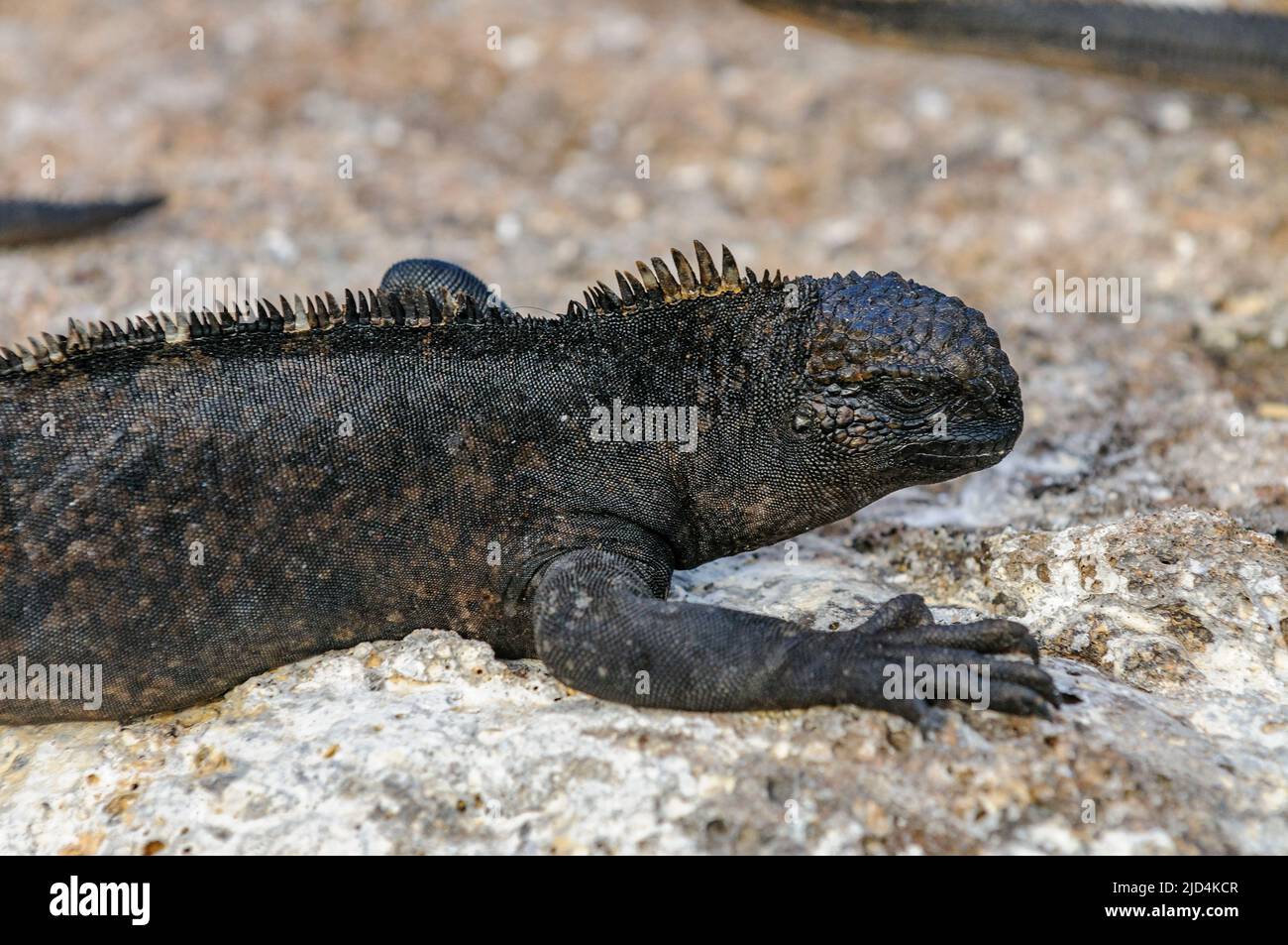 Marine Iguana, Amblyrhynchus cristatus nanus, from the isalnd of ...