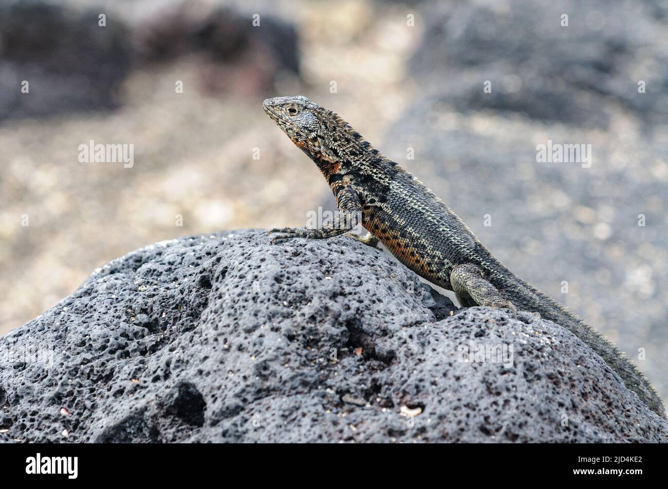 Galapagos Lava Lizard (Microlophus delanonis) from Punta Espinoza ...