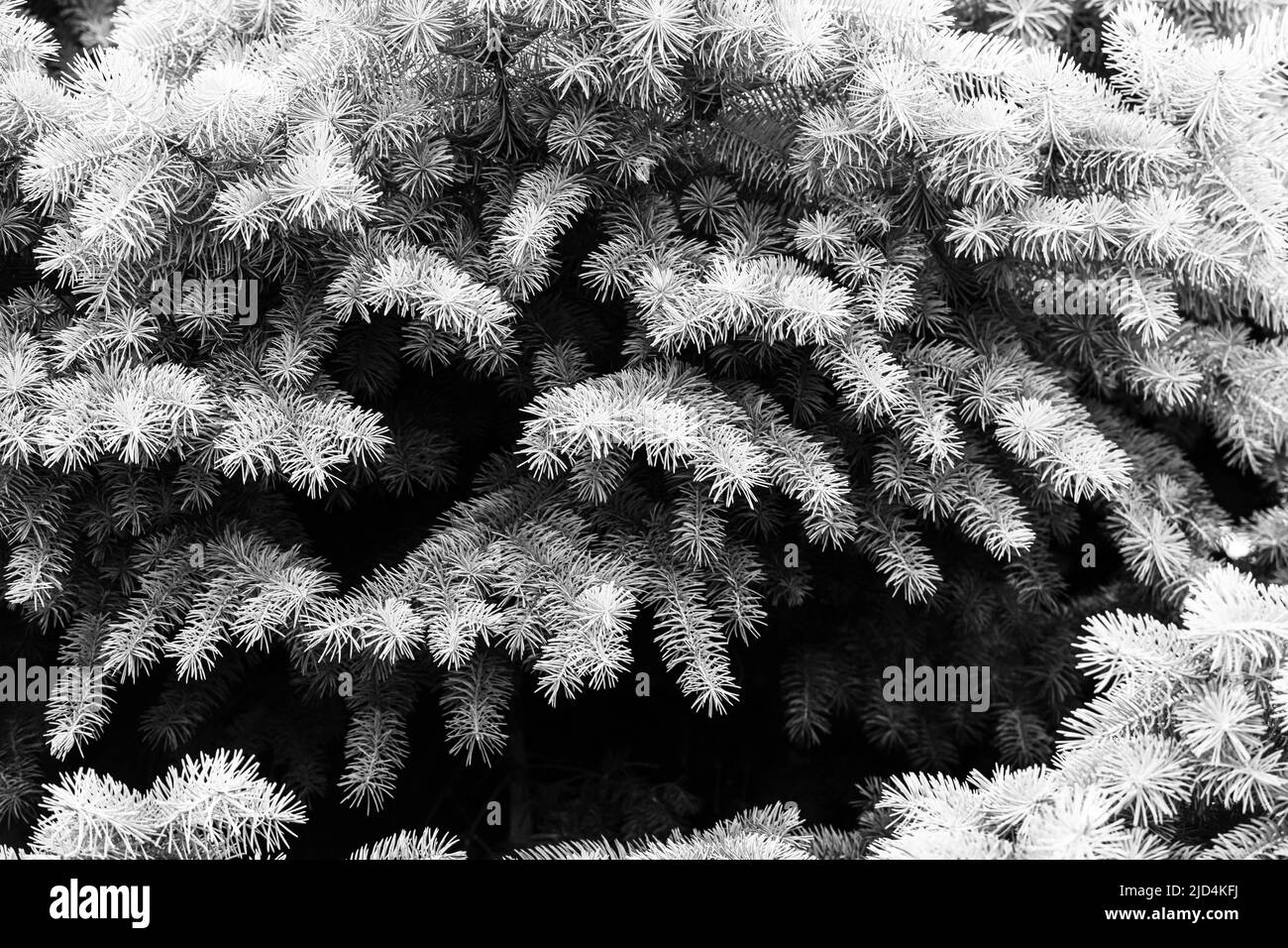 Silver pine tree, silver spruce pine, fir tree brunches closeup photo ...