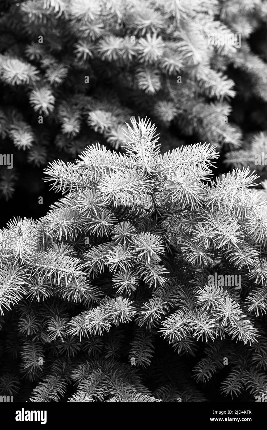 Silver Spruce Fur Pine Tree