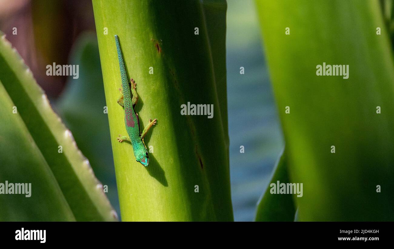 Lined day gecko (Phelsuma lineata) from Andasibe, Madagascar Stock ...