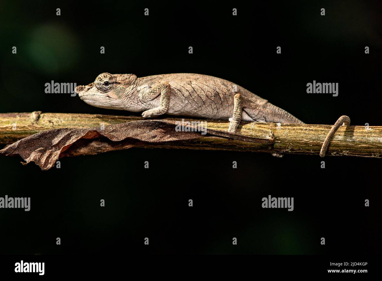 Calumma sp. (possibly C. nasuta) from Andasibe NP, eastern Madagascar ...