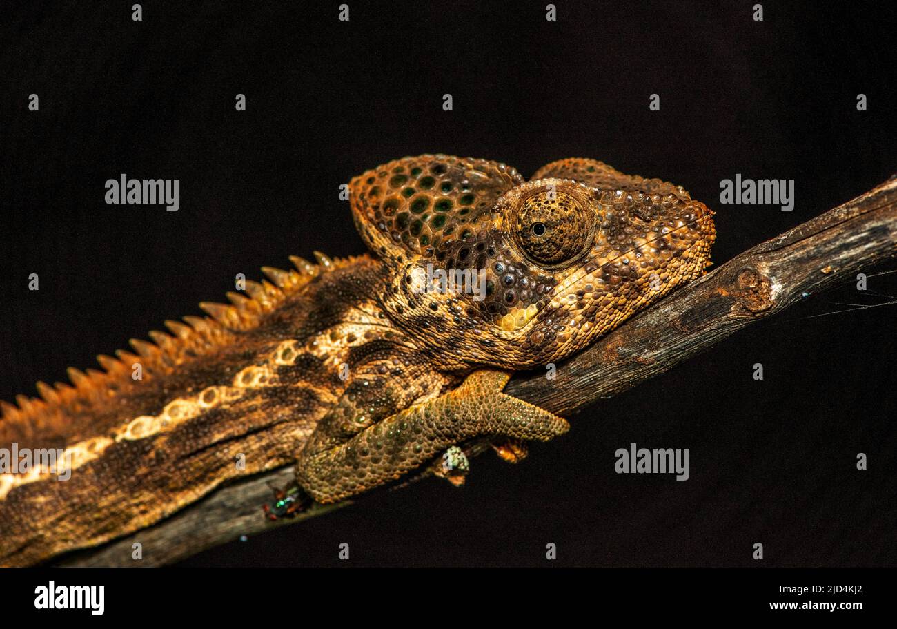 Warty chameleon (Furcifer verrucosus) from the spiny forest of Berenty ...