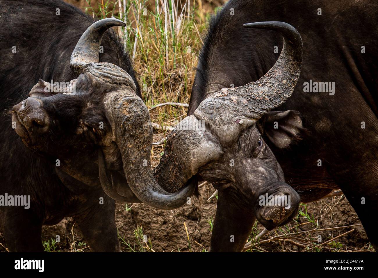 Two African buffalo bulls fighting in the Kruger National Park, South ...