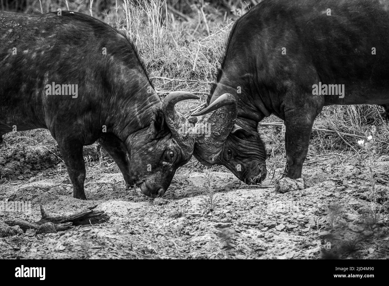 Two African buffalo bulls fighting in black and white in the Kruger ...