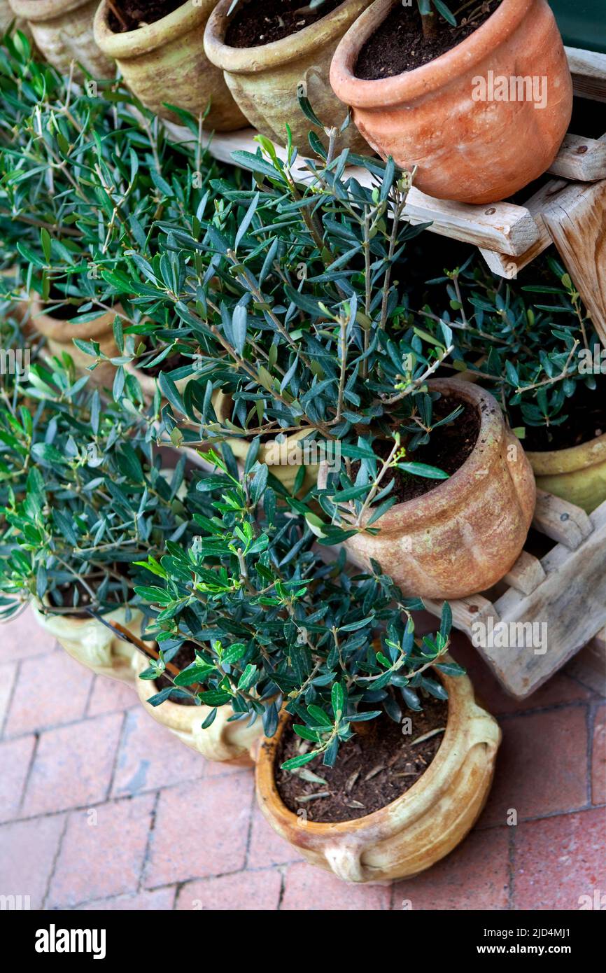 Small poted olive trees on wooden shelves Stock Photo - Alamy