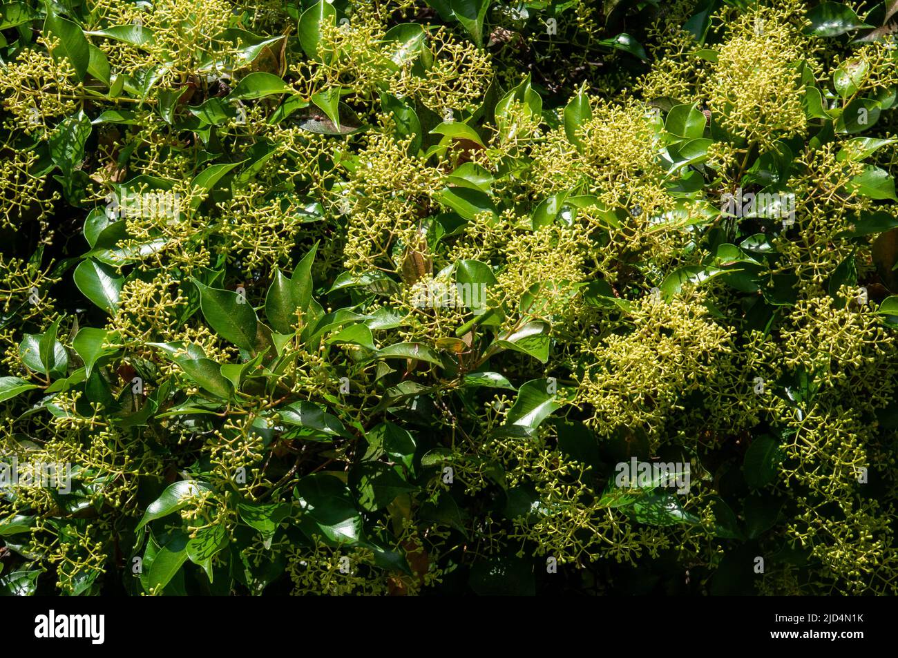 Sydney Australia, foliage and flower buds of an acmena smithii var ...