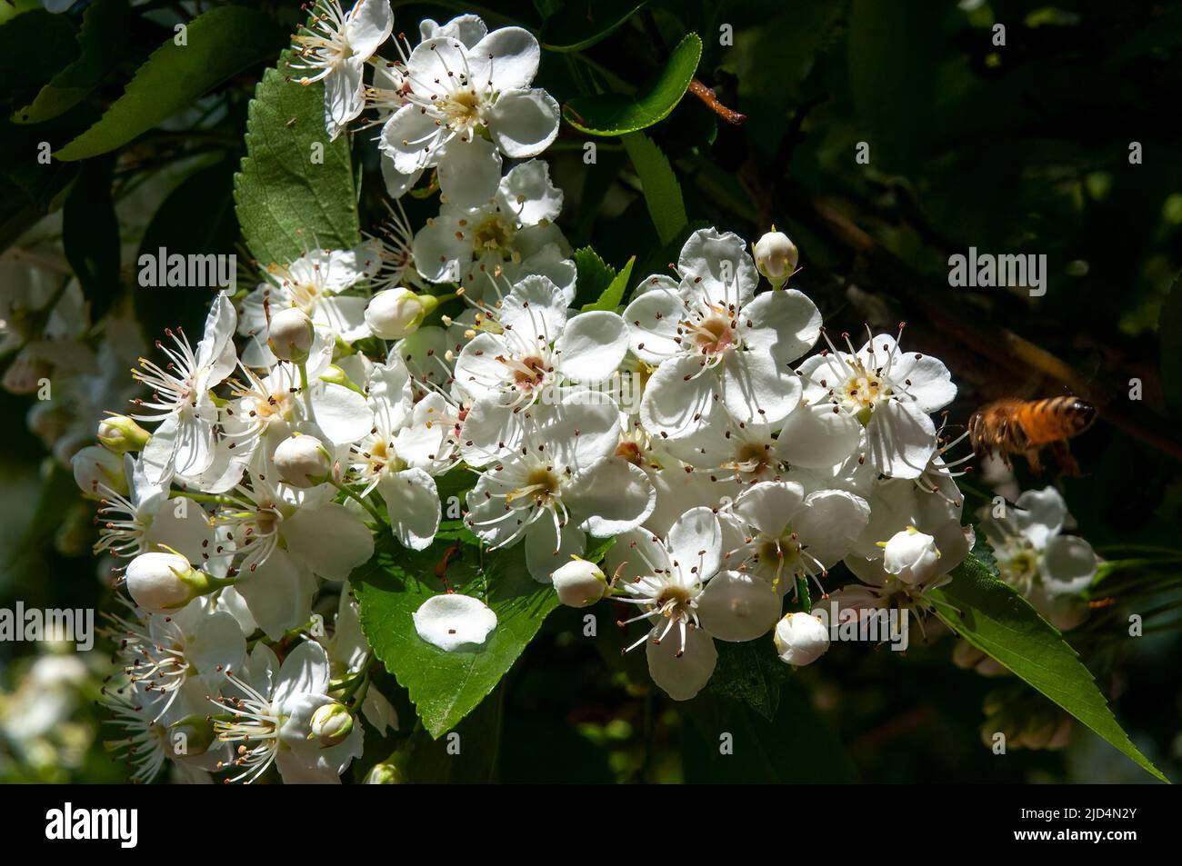 Crataegus x lavalleei carrierei hi-res stock photography and images - Alamy