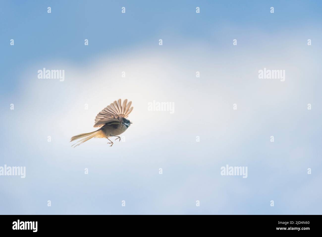 Fantail bird in flight with wings wild open, against a blue sky with ...