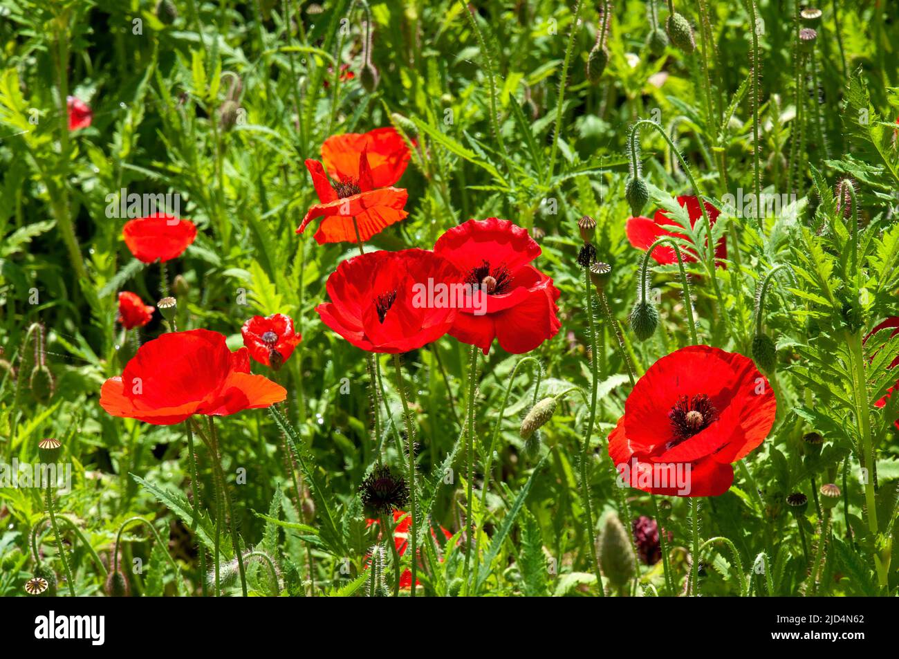 Field of poppies australia hi-res stock photography and images - Alamy