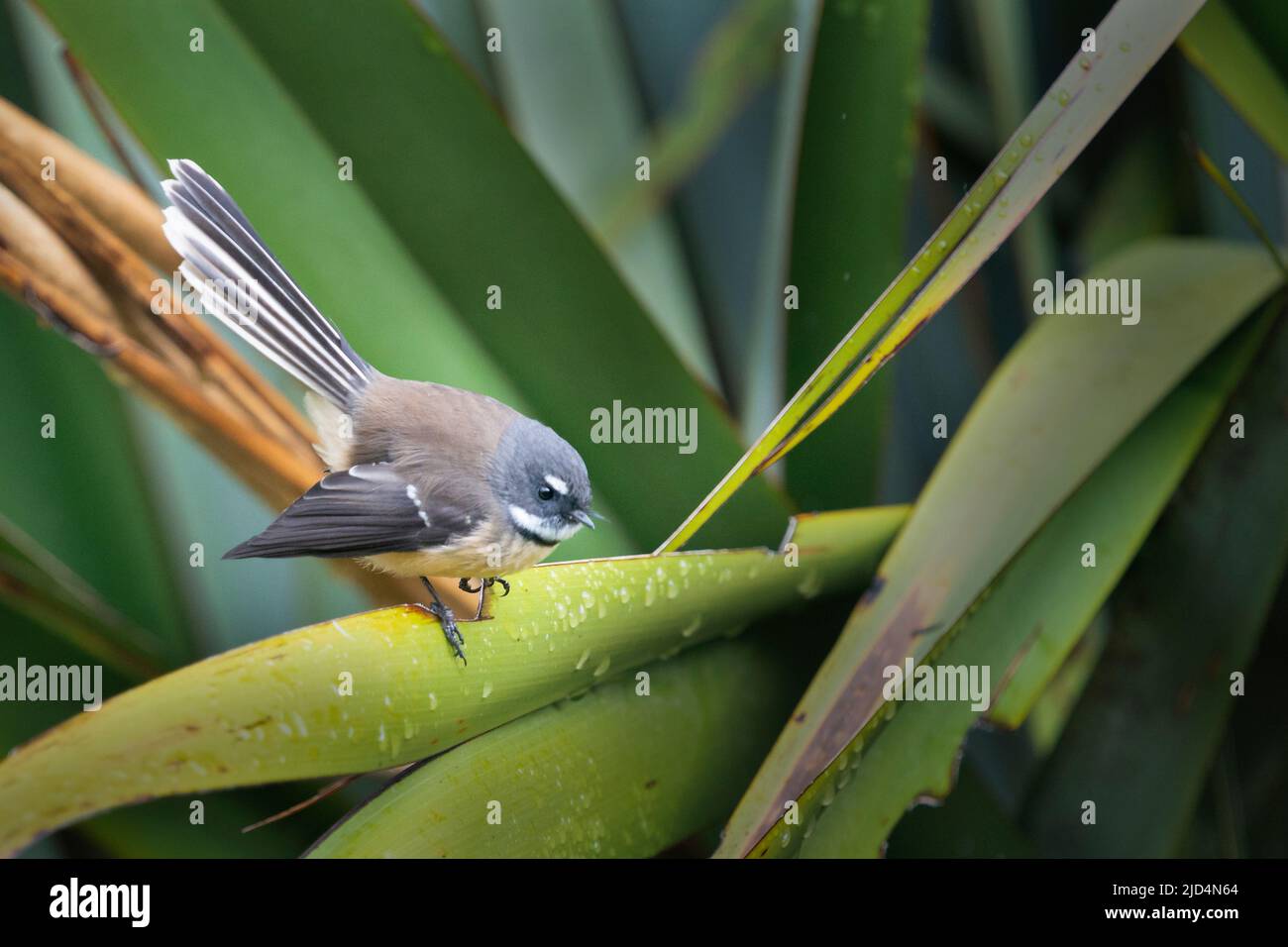 Fantail bird perched on native New Zealand Flax Stock Photo - Alamy