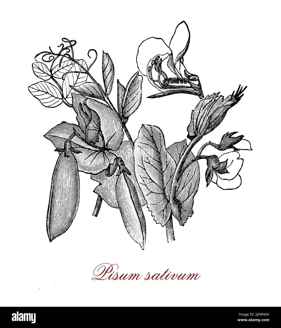 Gregor mendel pea hi-res stock photography and images - Alamy