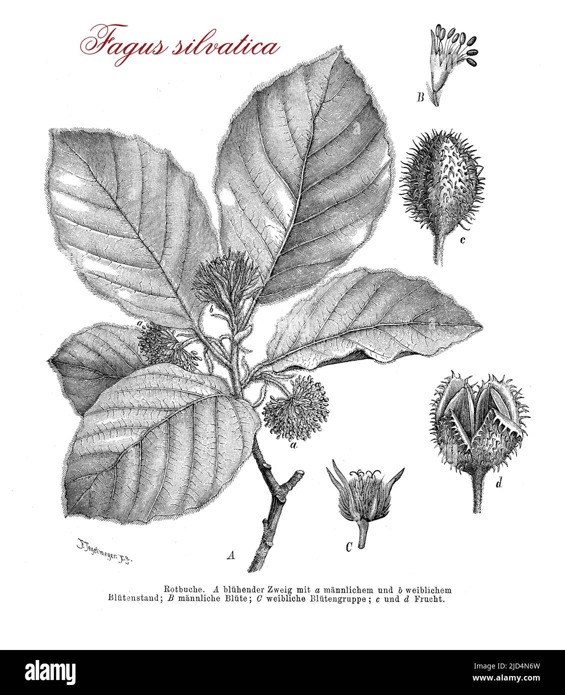 Beech leaves drawing hi-res stock photography and images - Alamy