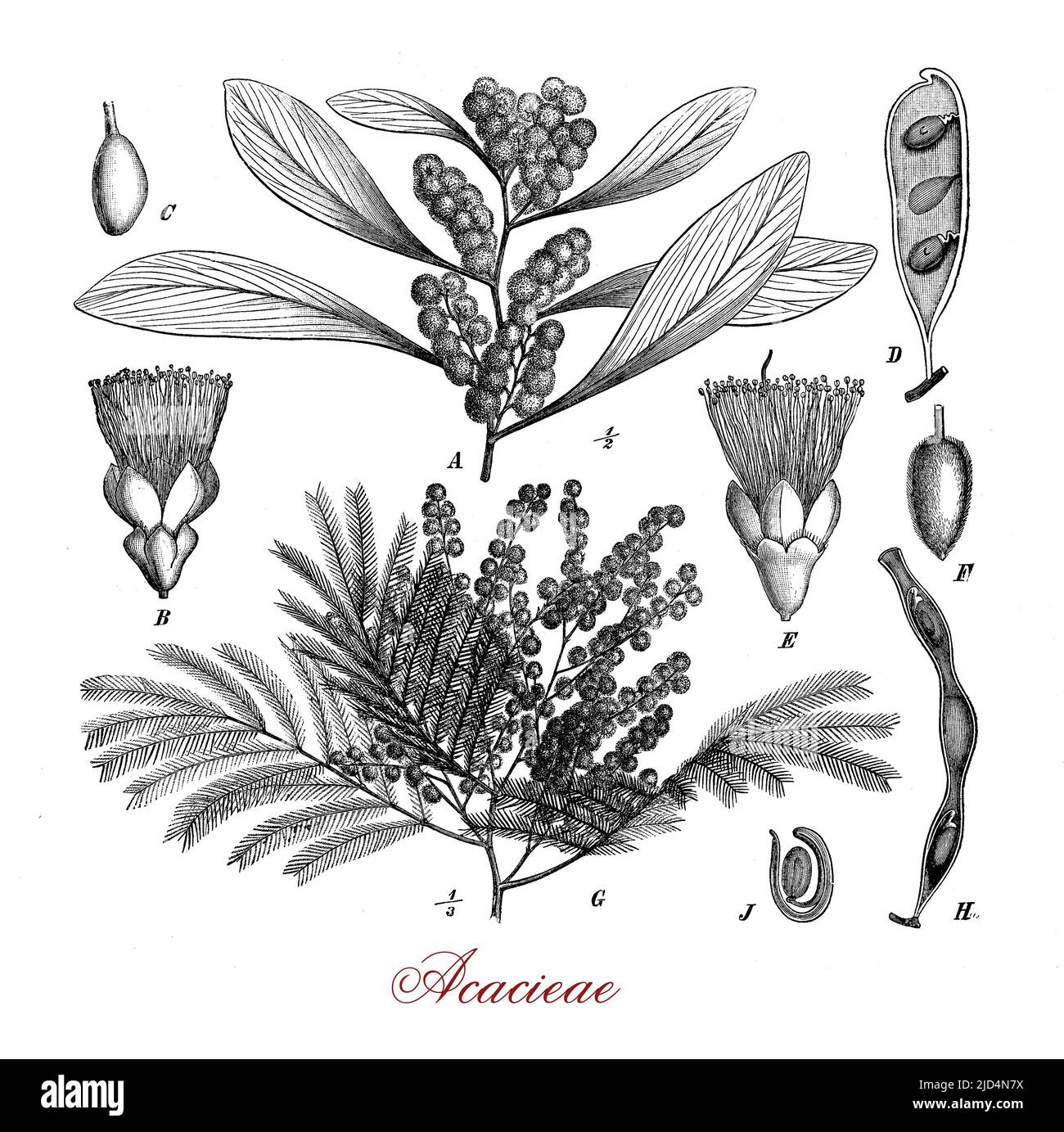 Rainforests of australia Cut Out Stock Images & Pictures - Alamy