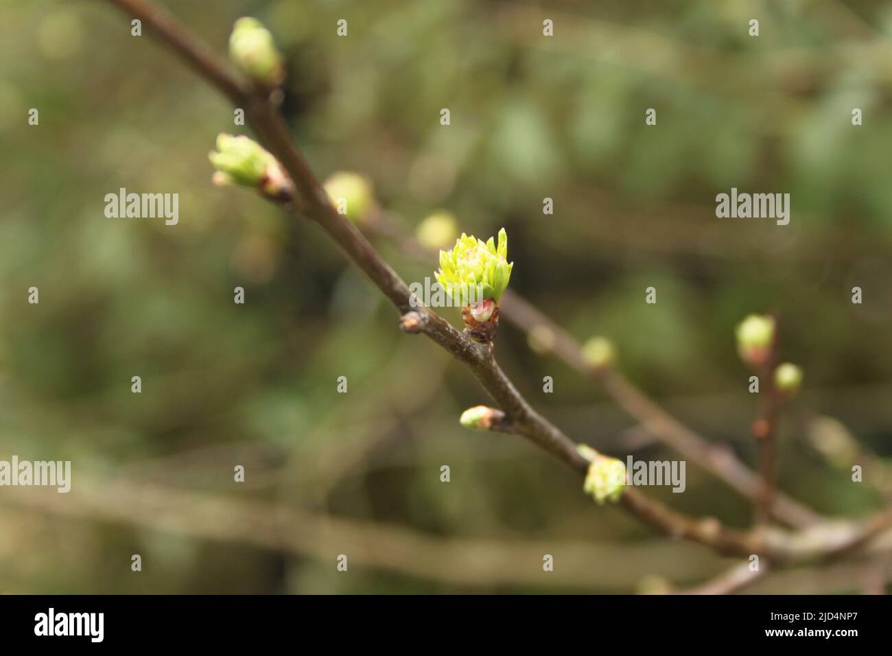 First signs of Spring. Buds starting to open Stock Photo - Alamy