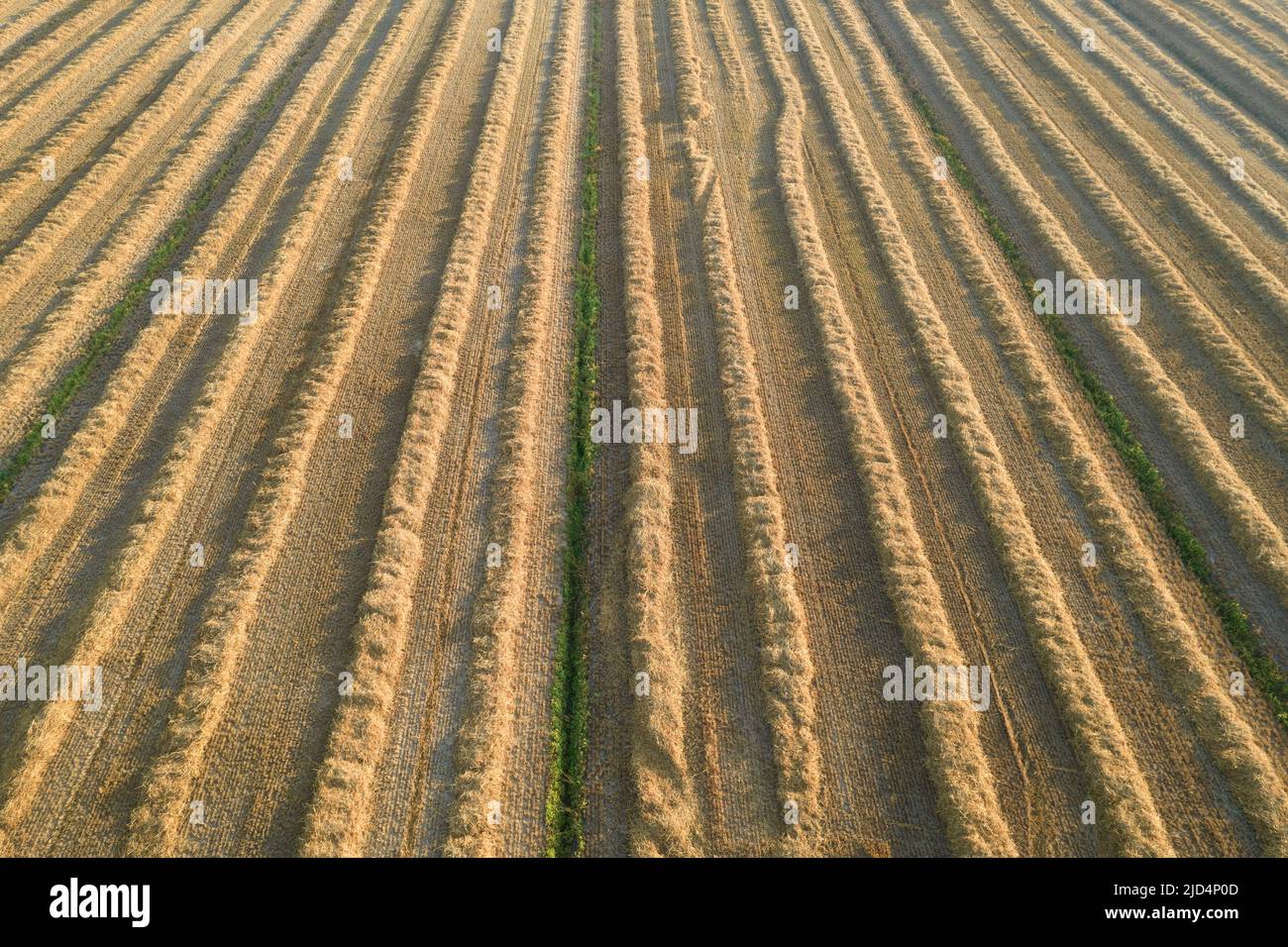 Aerial view of a field prepared for hay harvesting for winter use Stock ...