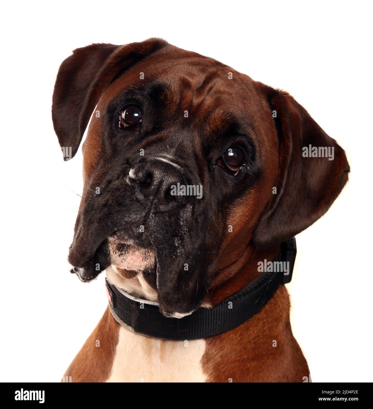 Boxer dog portrait isolated on a white background Stock Photo - Alamy