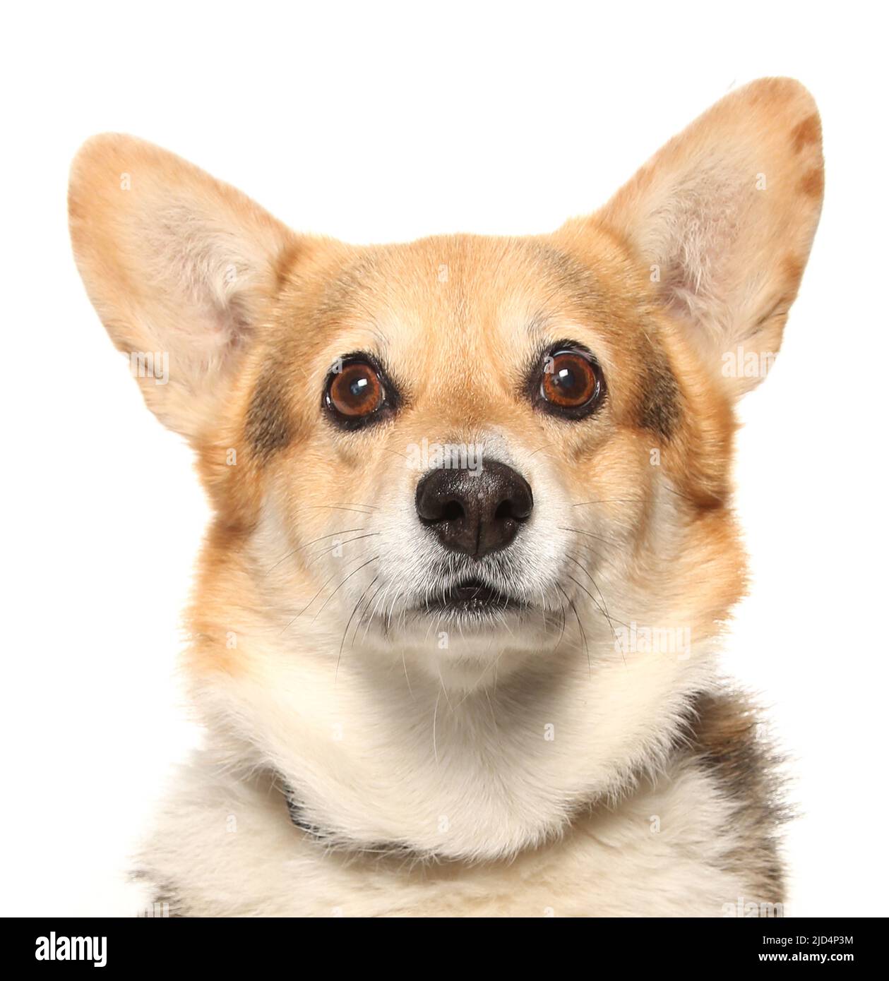 Pembrokeshire Welsh Corgi dog isolated on white Stock Photo - Alamy