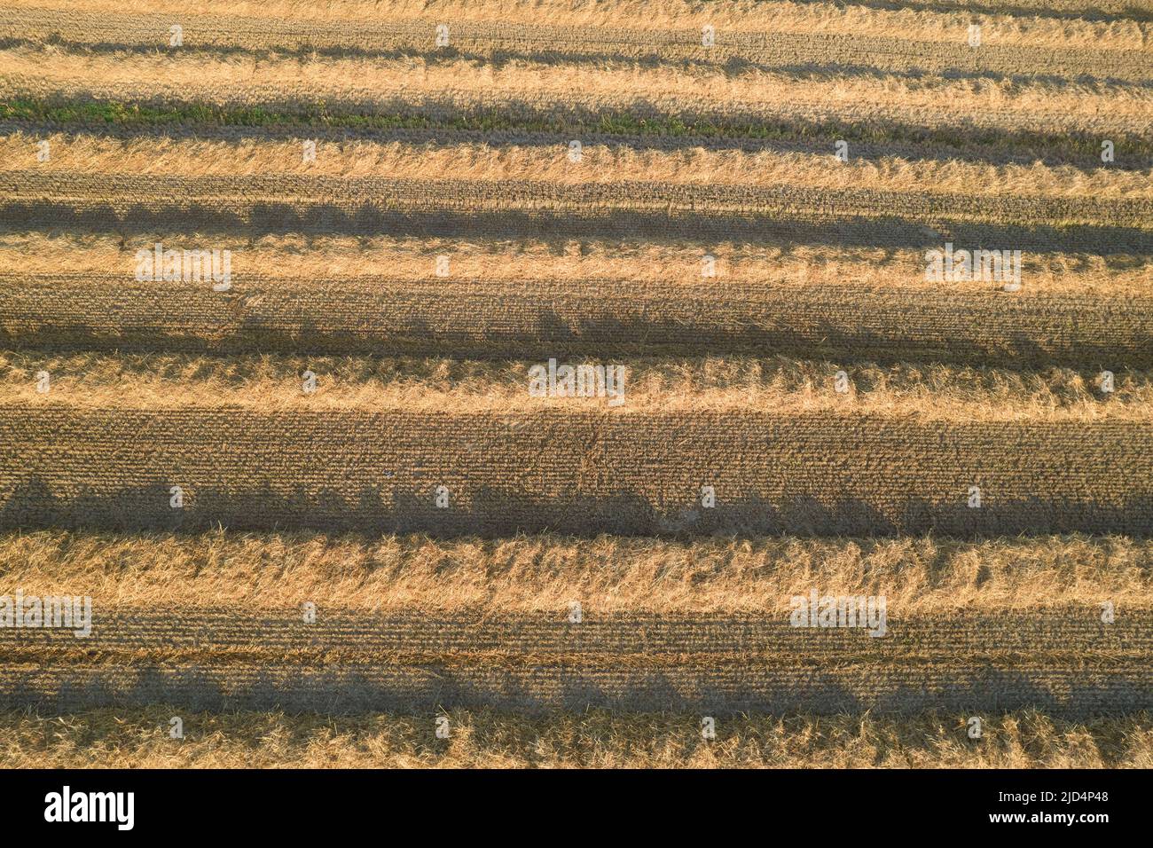 Aerial view of a field prepared for hay harvesting for winter use Stock Photo - Alamy