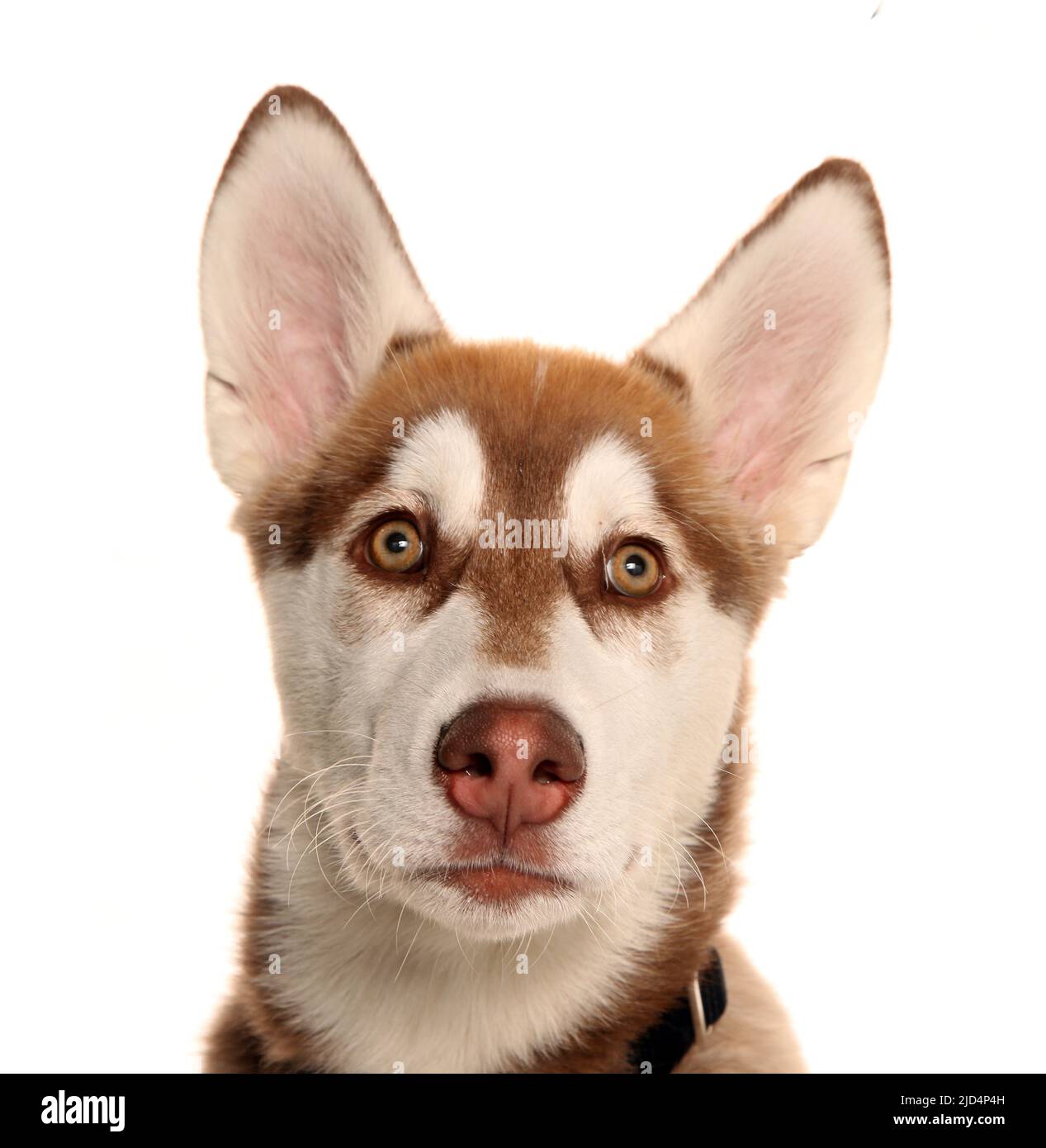 Siberian husky dog isolated on a white background Stock Photo - Alamy