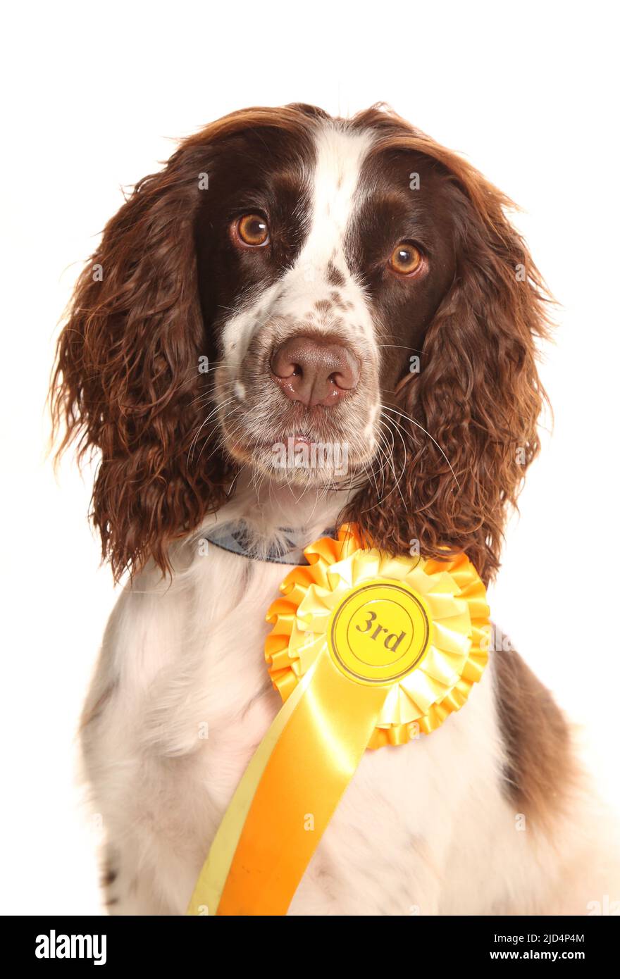 Springer spaniel with 3rd place dog show rosette Stock Photo - Alamy