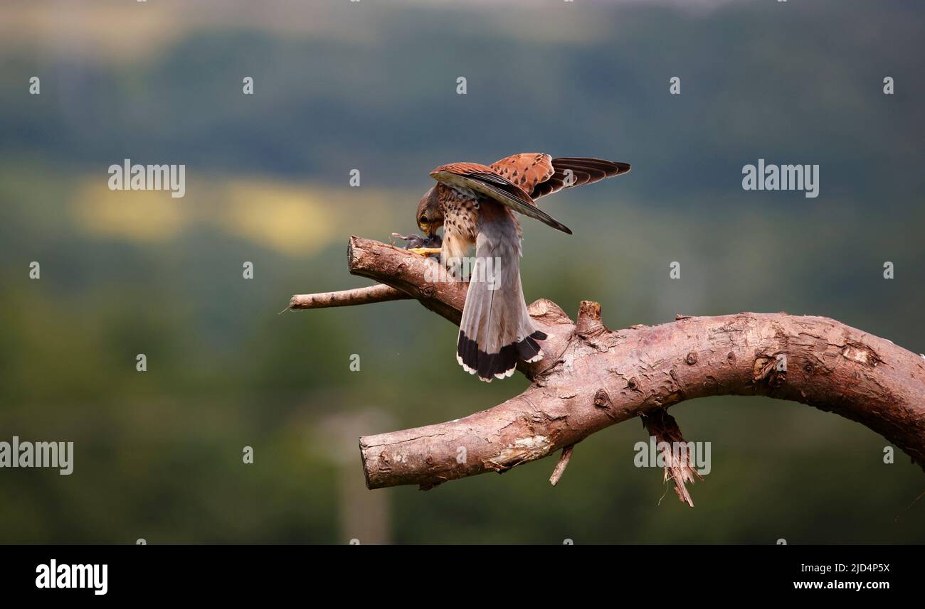 Male kestrel eating at a site in Yorkshire Stock Photo - Alamy