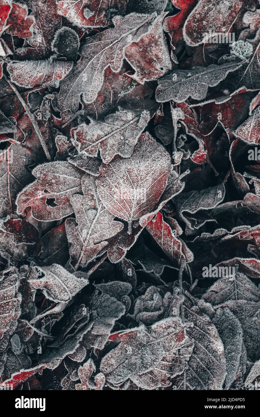 frozen brown tree leaves in winter season Stock Photo - Alamy