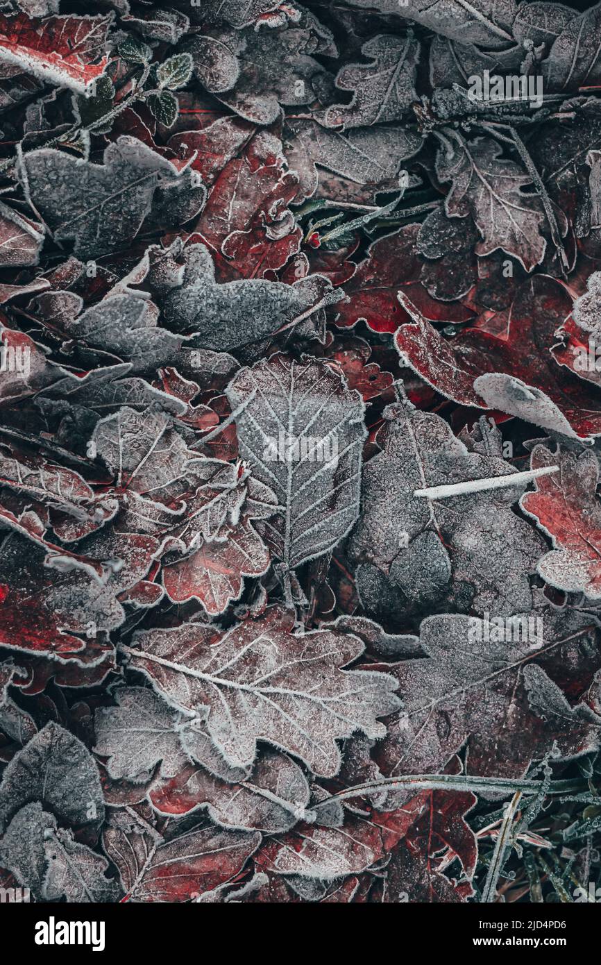 frozen brown tree leaves in winter season Stock Photo - Alamy