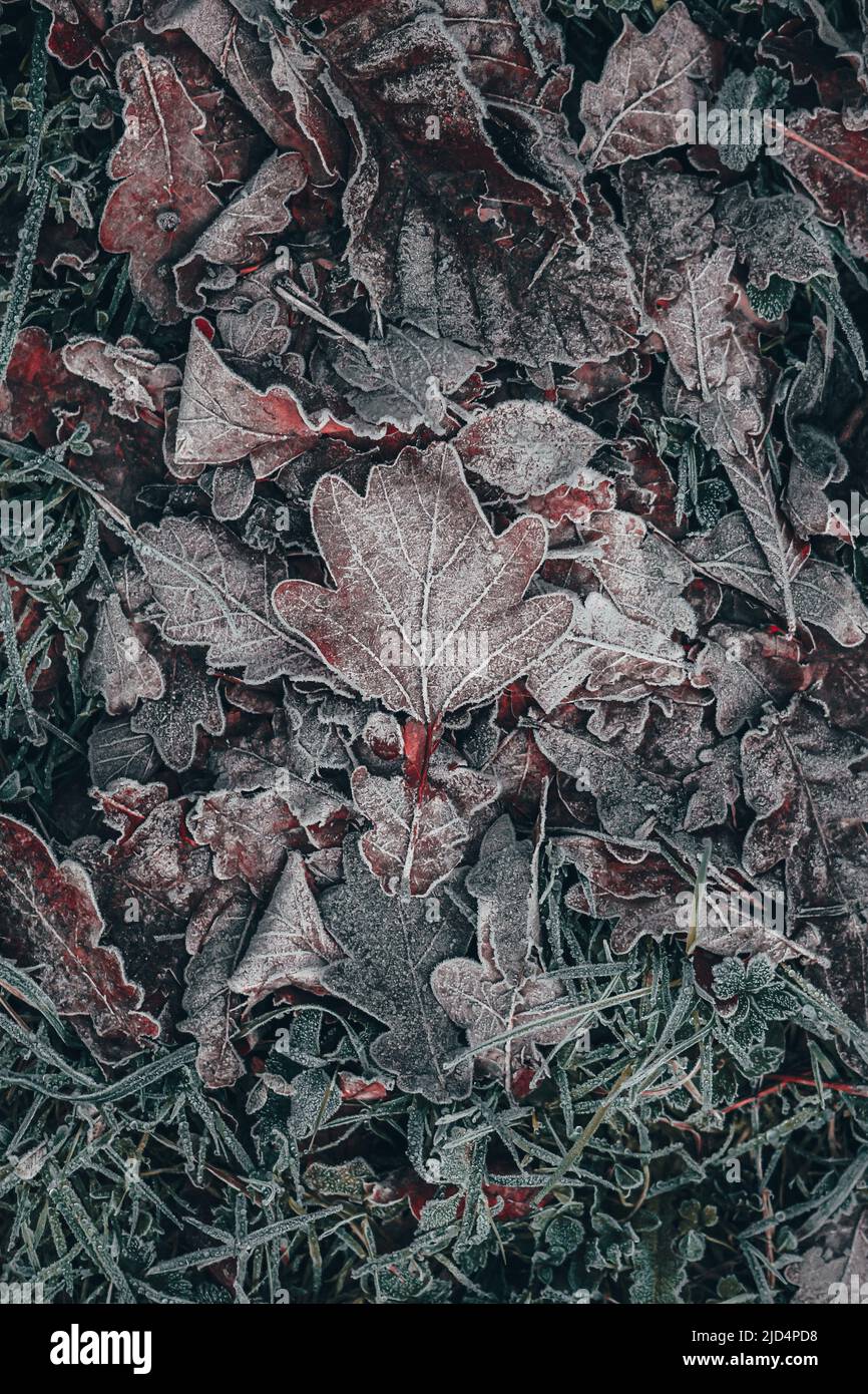 frozen brown tree leaves in winter season Stock Photo - Alamy
