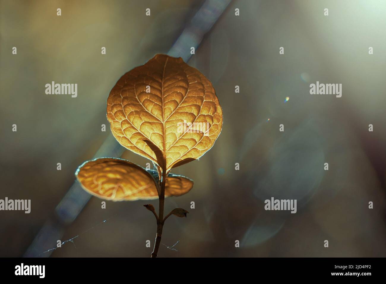 Brown leaf autumn colors hi-res stock photography and images - Alamy