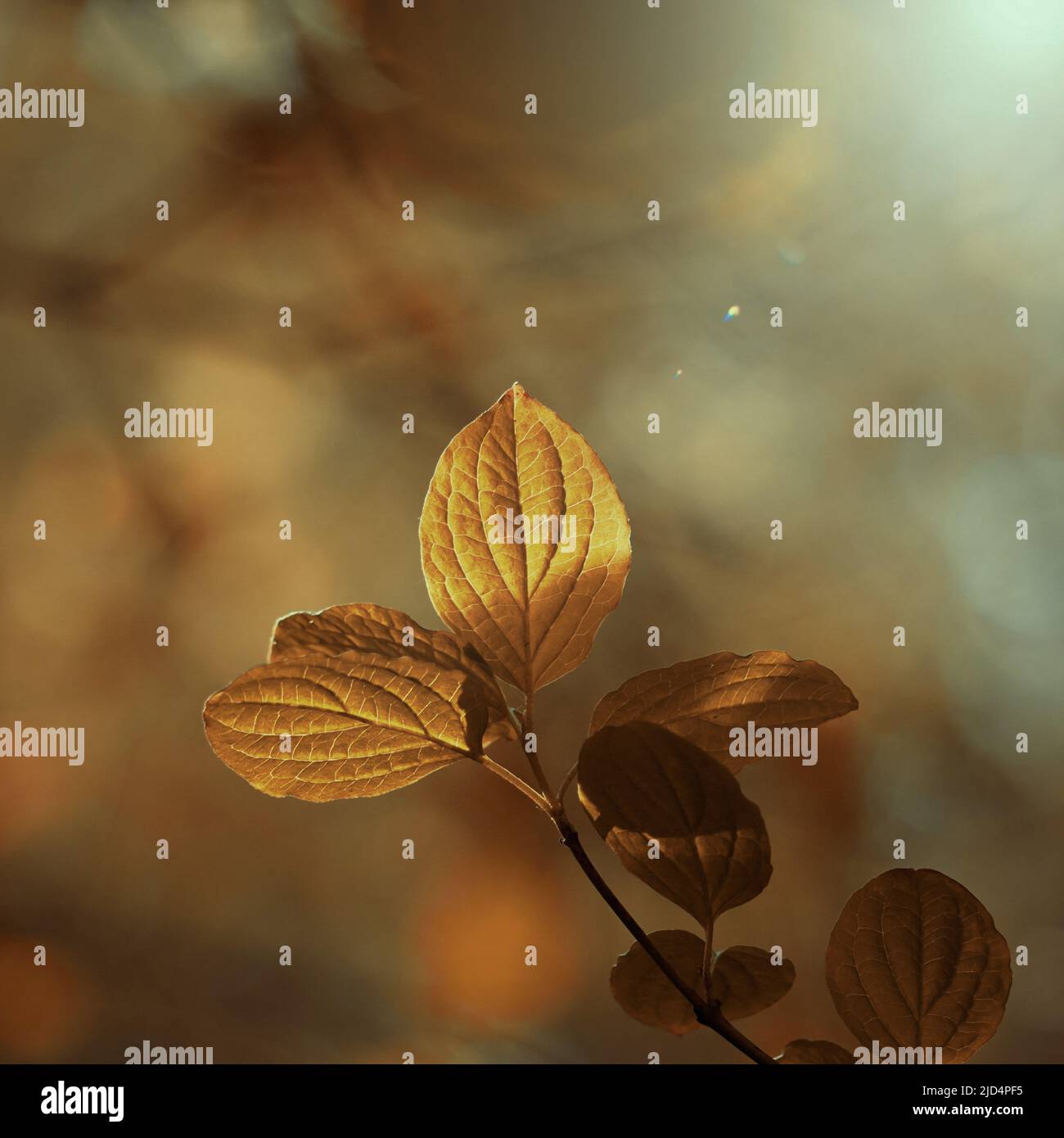 Brown tree leaves hi-res stock photography and images - Alamy