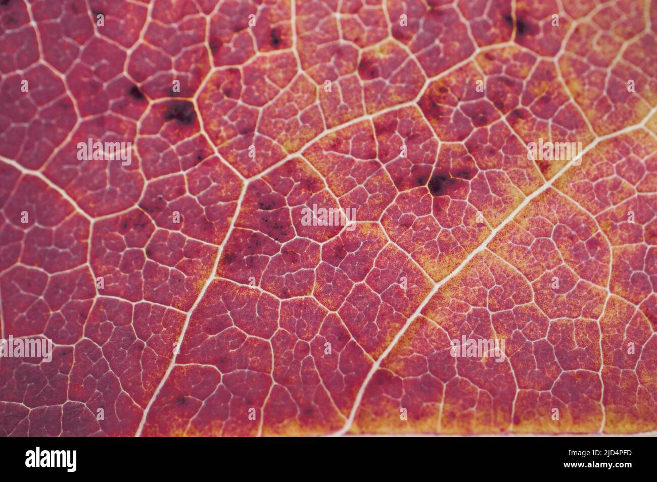 Leaf veins autumn hi-res stock photography and images - Alamy