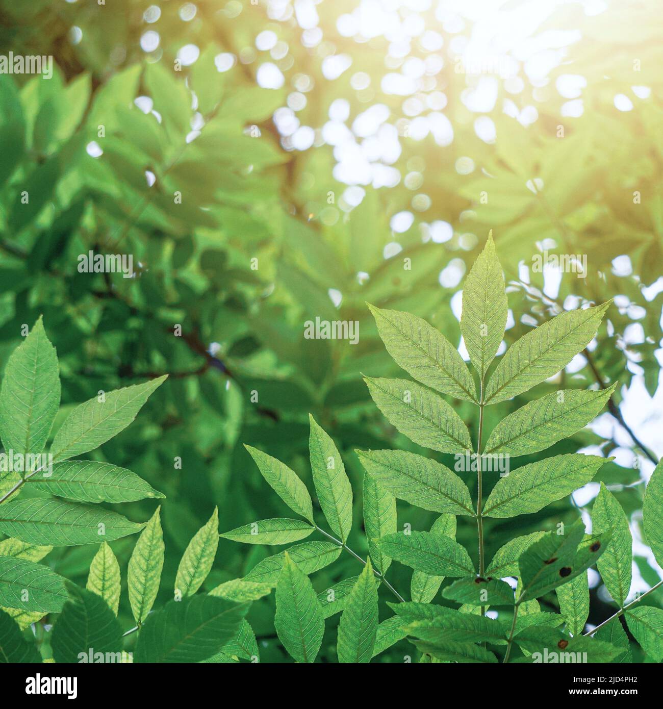green tree leaves in springtime, green background Stock Photo - Alamy