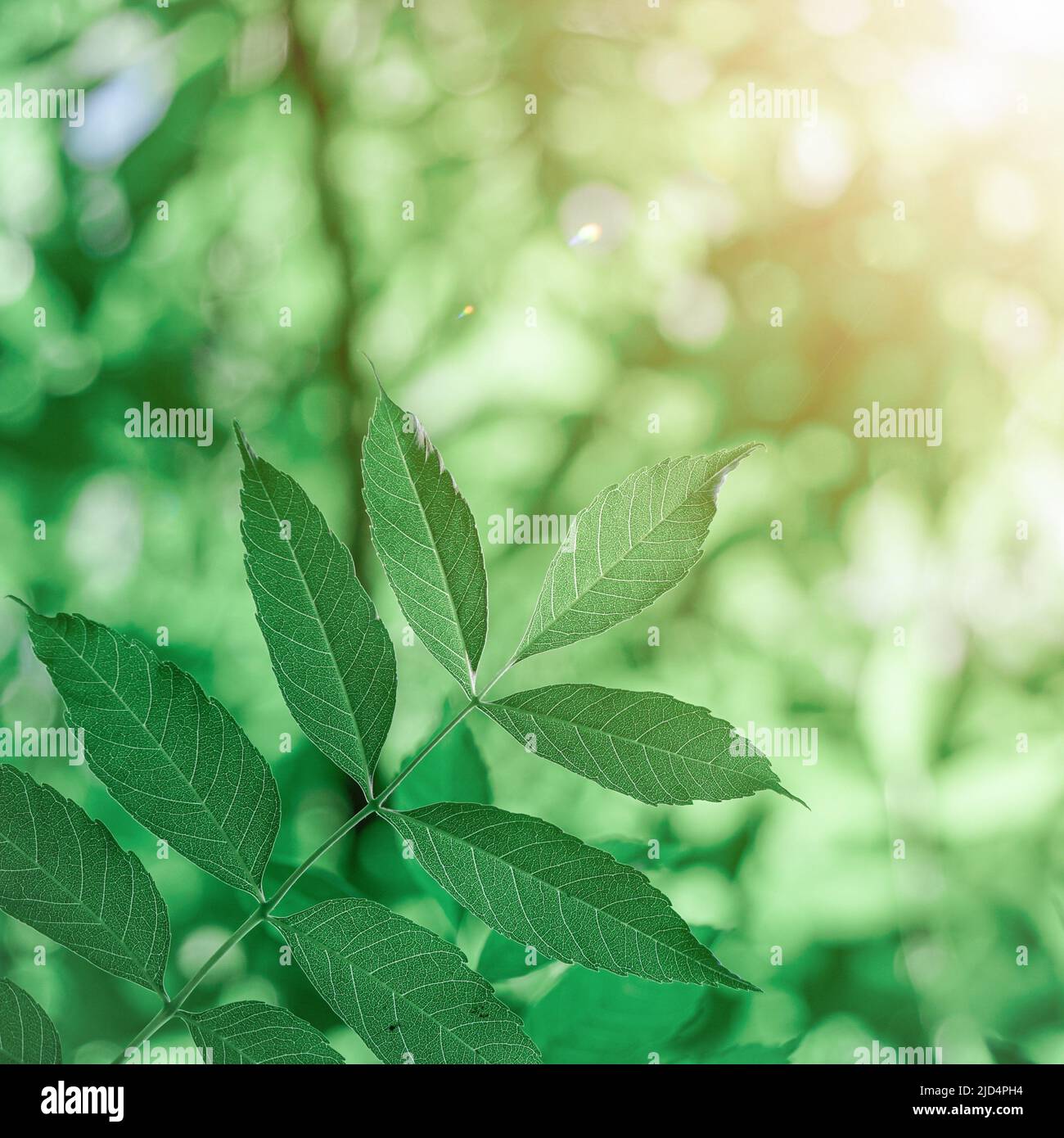 green tree leaves in springtime, green background Stock Photo - Alamy