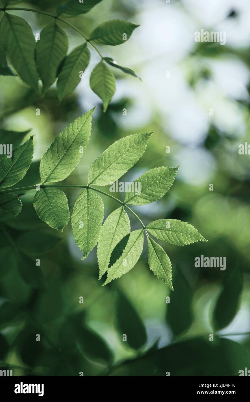 green tree leaves in springtime, green background Stock Photo - Alamy