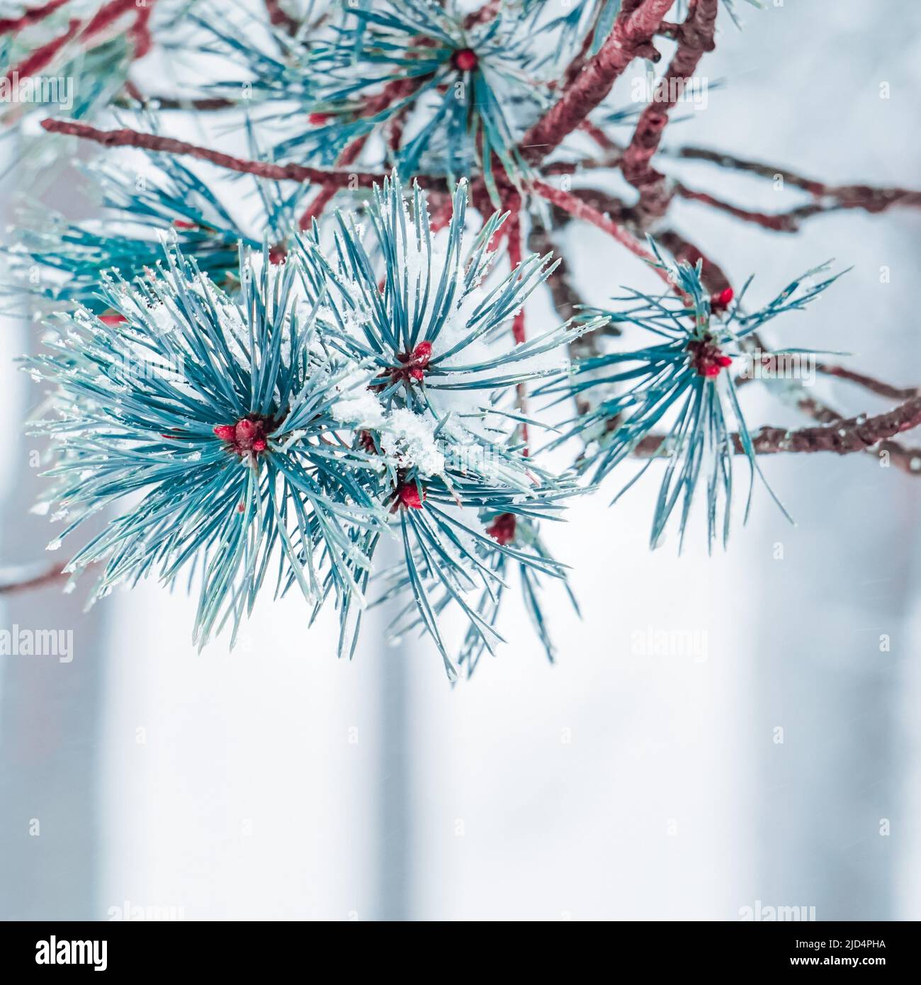 snow on the pine tree leaves in winter season Stock Photo - Alamy