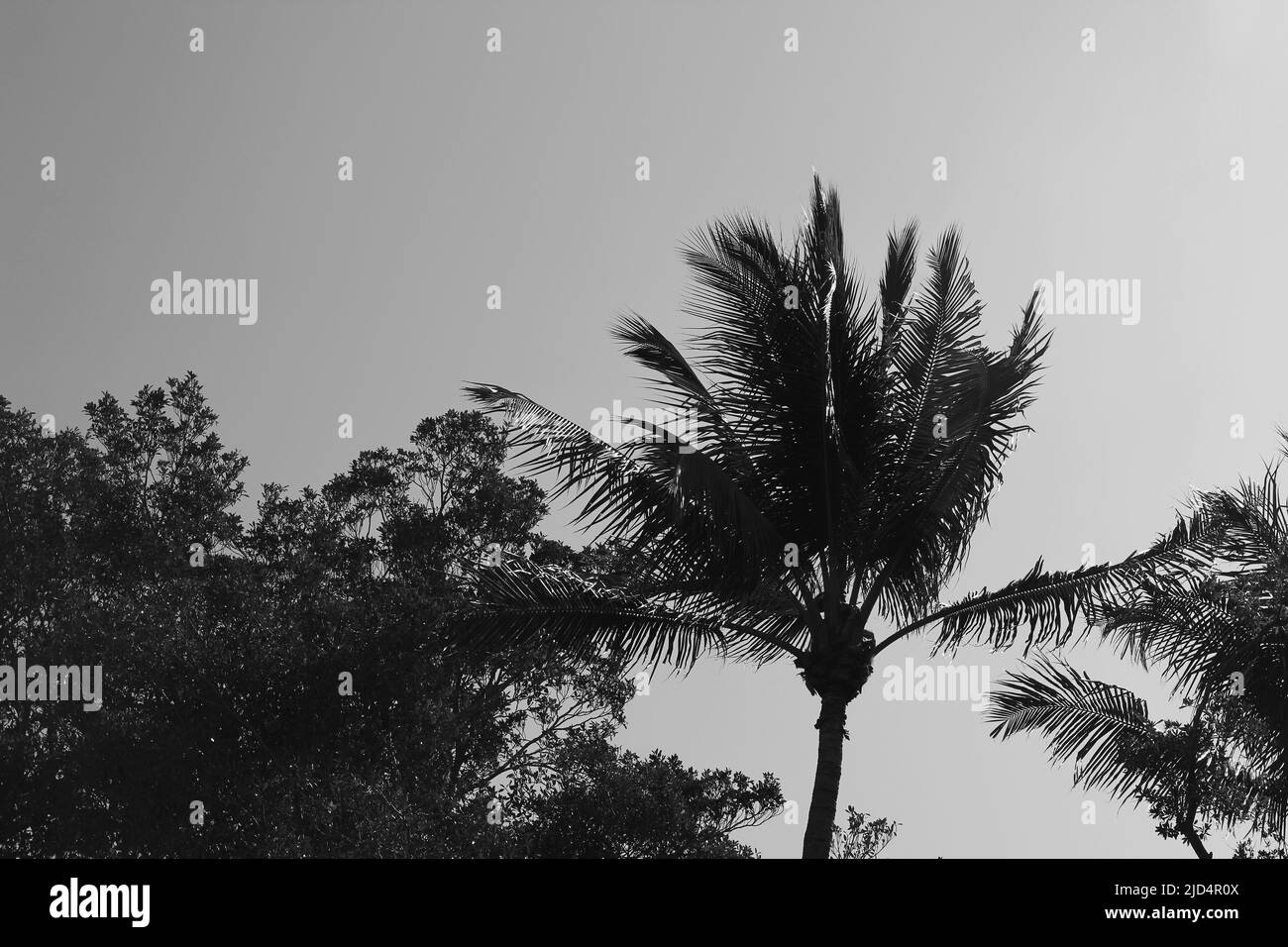 Beautiful tropical palm trees growing in the meadow in black and white ...