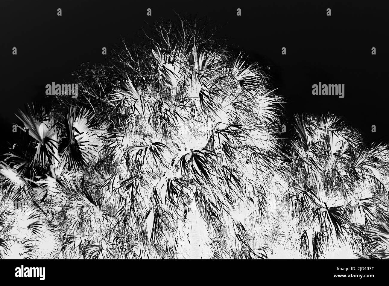Beautiful tropical palm trees growing in the meadow in high contrast ...