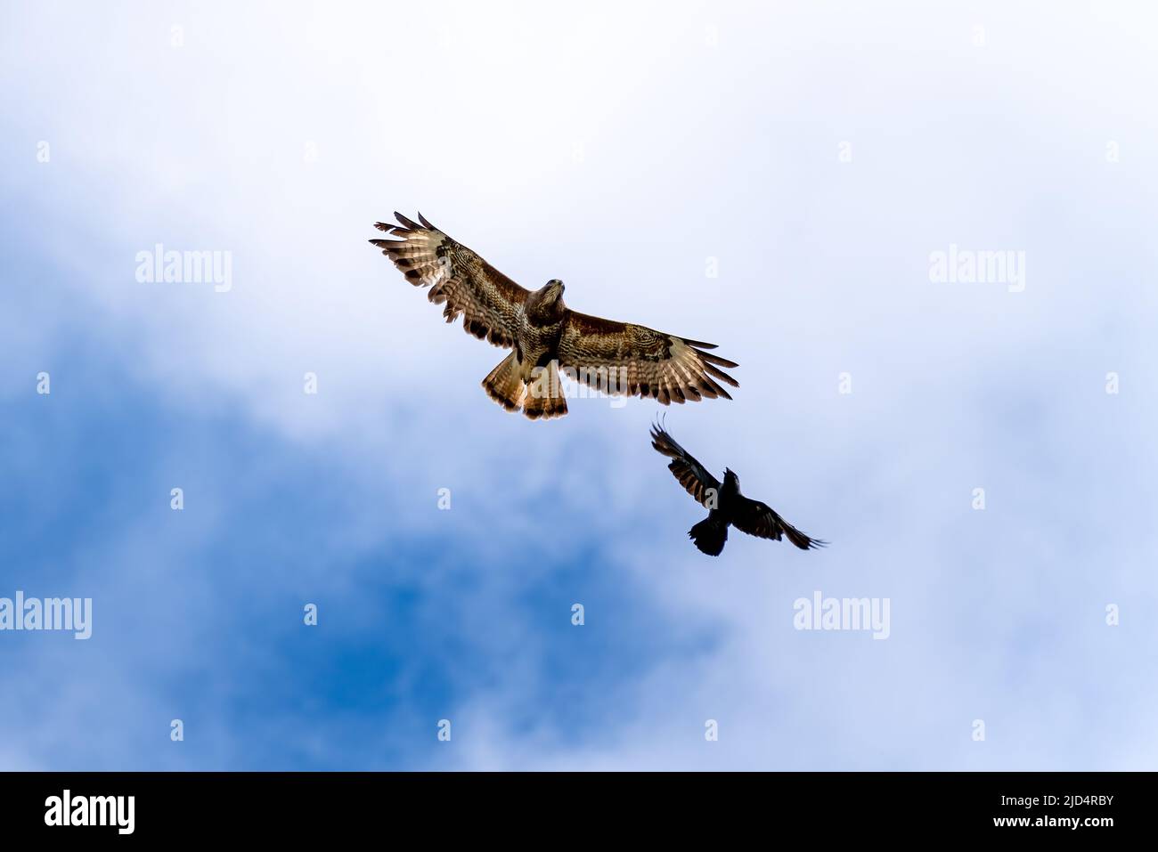 Common Buzzard being attacked by a Jackdaw Stock Photo - Alamy Common Buzzard being attacked by a Jackdaw Stock Photo - Alamy