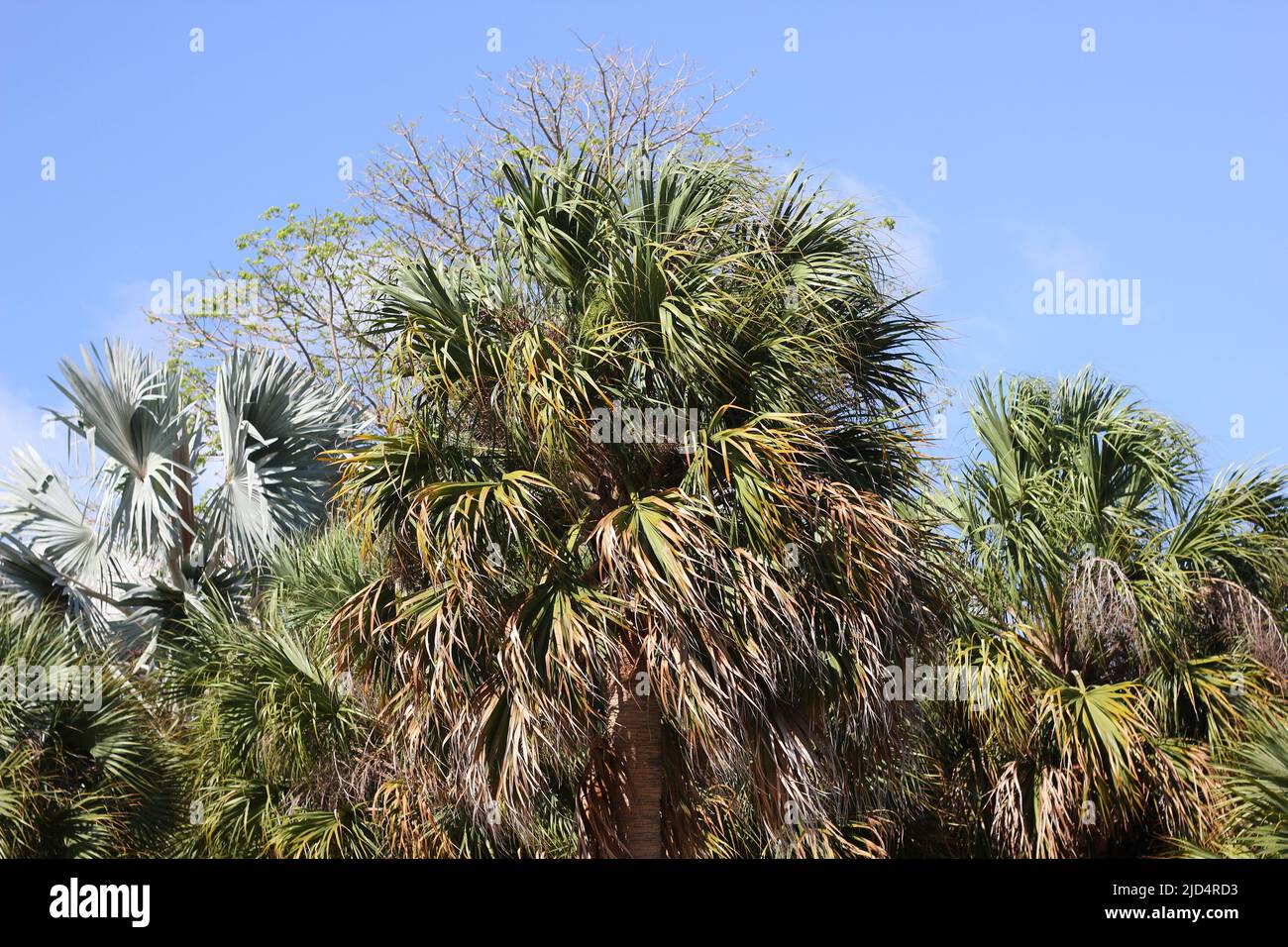 Beautiful tropical palm trees growing in the meadow Stock Photo - Alamy
